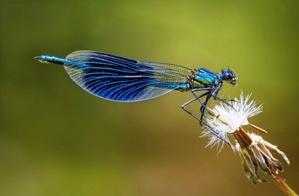 5 Fakta Unik Invertebrata, Hewan Tanpa Tulang Belakang | IDN Times