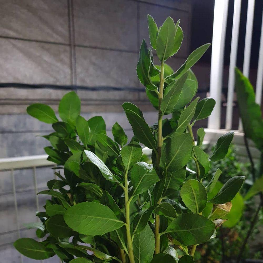 7 Fakta Daun Beluntas, Sayur Lalapan yang Kaya Manfaat | IDN Times Jateng