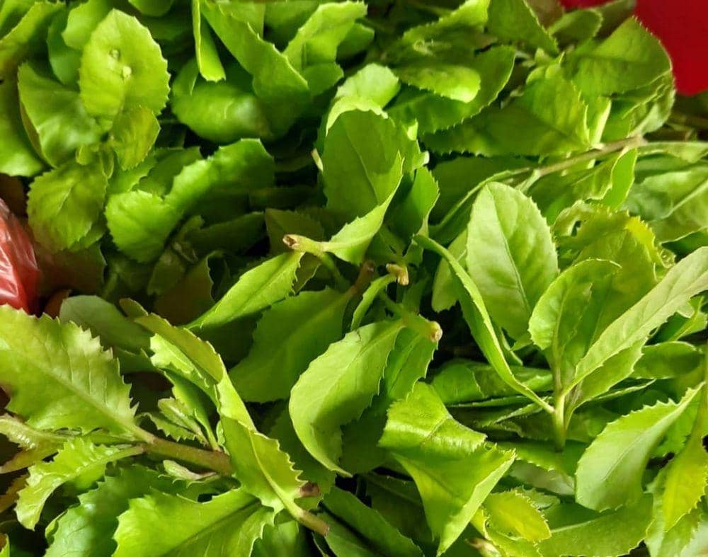 7 Fakta Daun Beluntas, Sayur Lalapan yang Kaya Manfaat | IDN Times Jateng