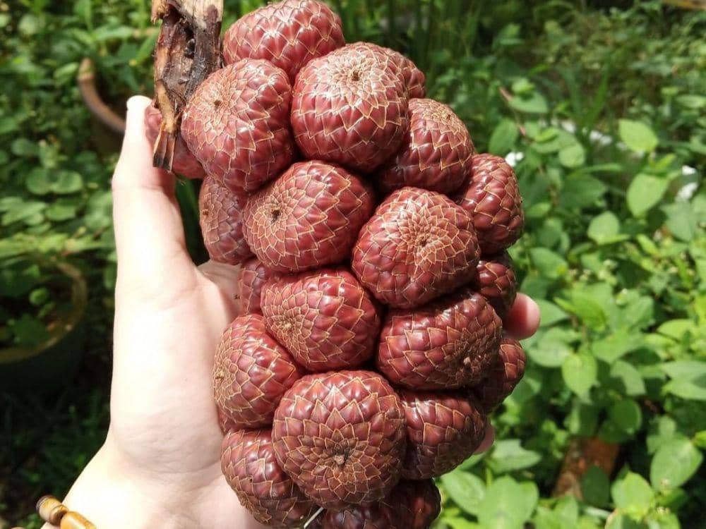 5 Fakta Asam Kelubi, Buah Khas Tanah Melayu yang Mirip Salak | IDN Times