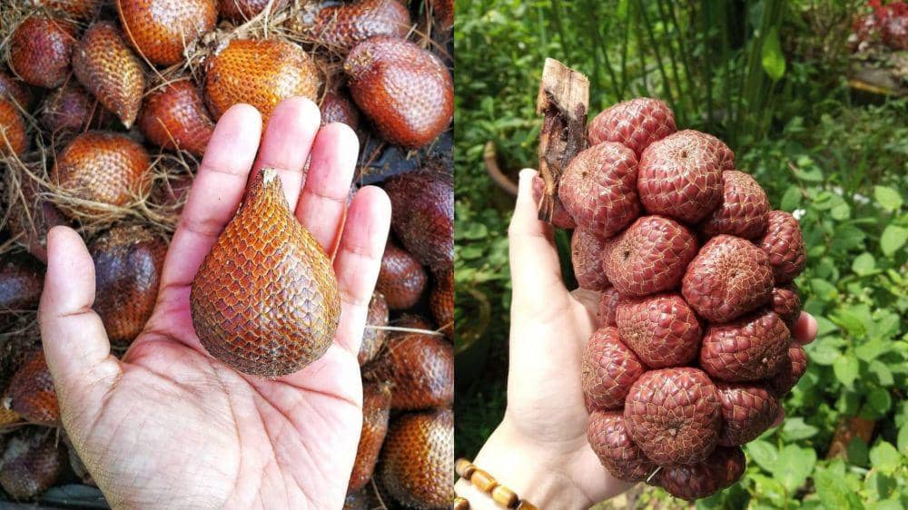 5 Fakta Asam Kelubi, Buah Khas Tanah Melayu yang Mirip Salak | IDN Times