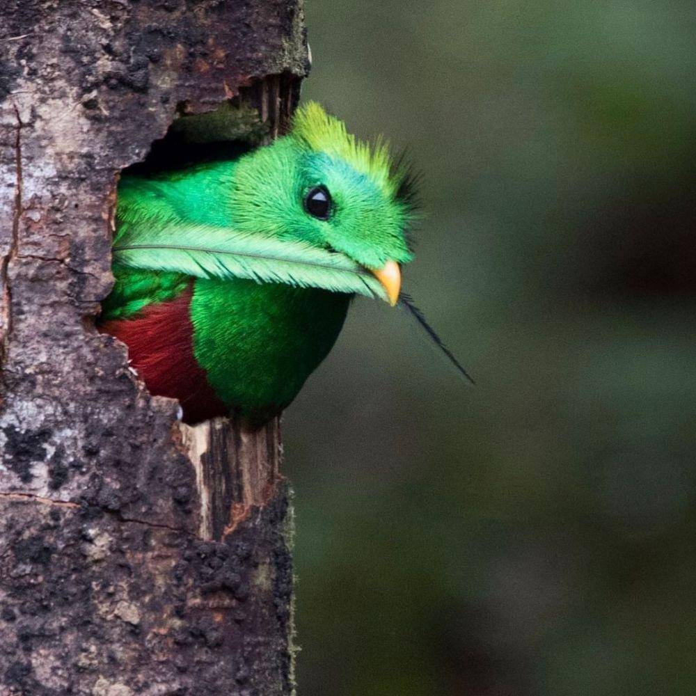 5 Fakta Resplendent Quetzal, Burung Eksotis Endemik Amerika | IDN Times