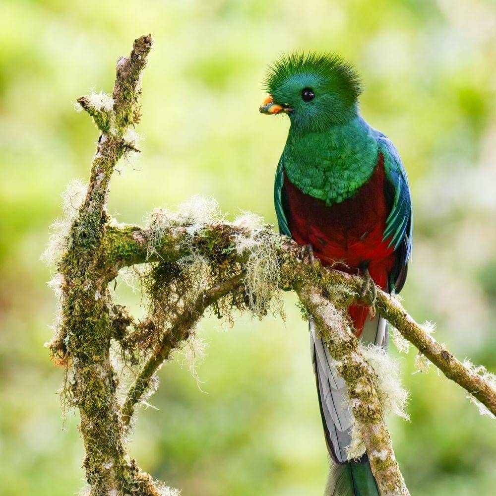 5 Fakta Resplendent Quetzal, Burung Eksotis Endemik Amerika | IDN Times