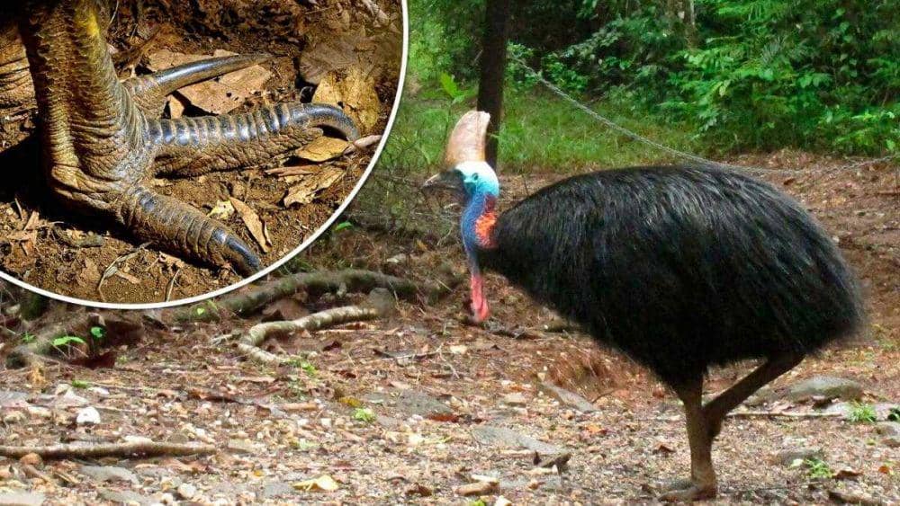 7 Fakta Kasuari, Burung yang Indah Namun Paling Mematikan | IDN Times
