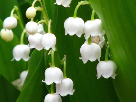 10 Fakta Menarik Bunga Lily of the Valley | IDN Times