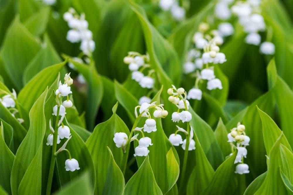 10 Fakta Menarik Bunga Lily of the Valley | IDN Times