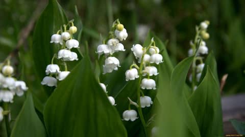 10 Fakta Menarik Bunga Lily of the Valley | IDN Times