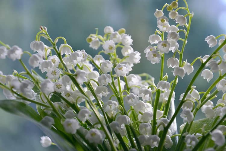 10 Fakta Menarik Bunga Lily of the Valley | IDN Times