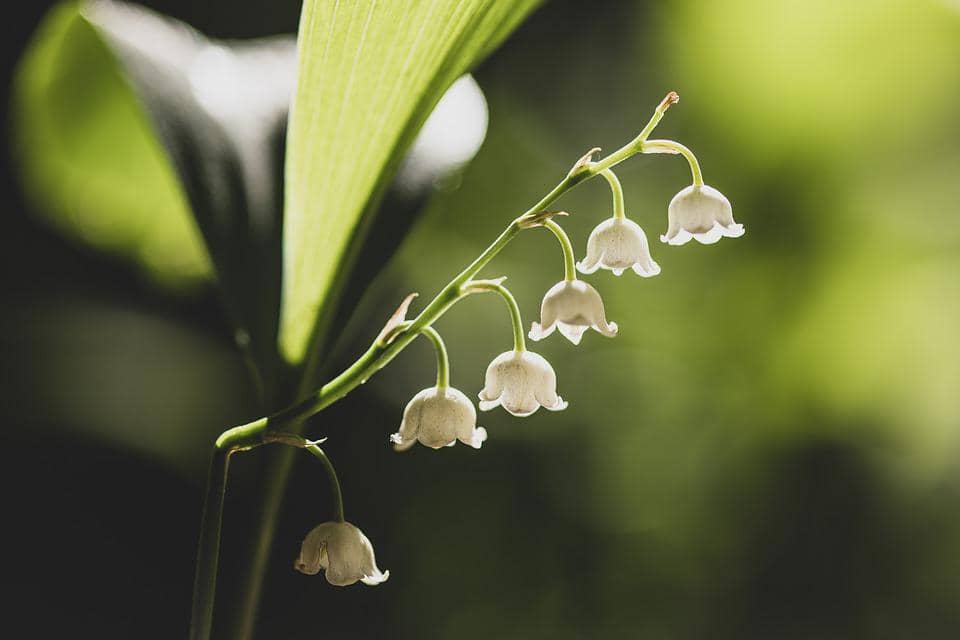 10 Fakta Menarik Bunga Lily of the Valley | IDN Times