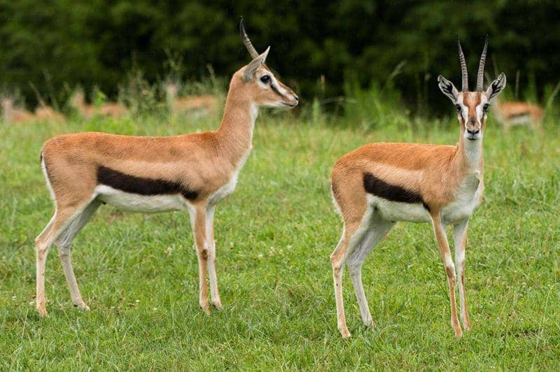 5 Fakta Unik Thomson's Gazelle, Hewan Afrika yang Teritorial | IDN ...