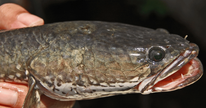 5 Fakta Ikan Gabus, Predator Air Tawar Bernilai Tinggi | IDN Times
