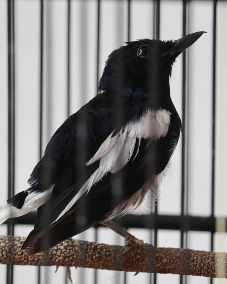 5 Fauna Jadi Maskot dan Identitas di DI Yogyakarta | IDN Times Jogja