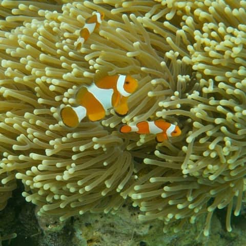 9 Potret Pulau Meti, Wisata Bersejarah di Maluku Utara | IDN Times