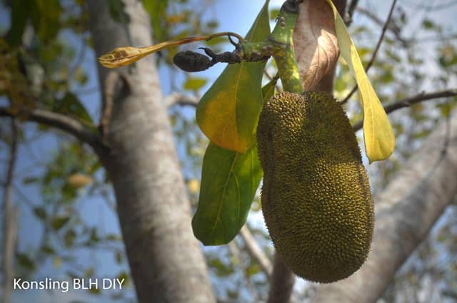 inilah 5 Flora Jadi Maskot di Daerah Istimewa Yogyakarta | IDN Times Jogja
