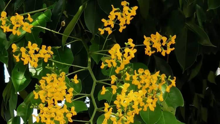 Pesona 10 Bunga Nasional dari Negara-Negara ASEAN | IDN Times