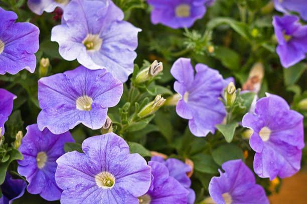 12 Jenis Bunga Biru Bermakna Harapan, Cocok Hiasi Halamanmu | IDN Times ...