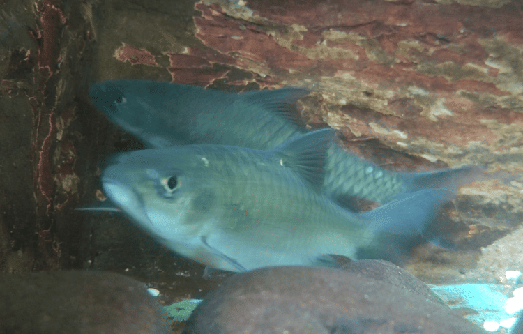 5 Fakta Ikan Batak, Ikan Asli Danau Toba yang Terancam Punah | IDN Times