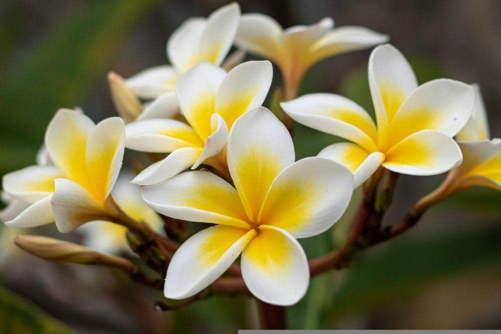 8 Makna Bunga Kamboja, Lengkap Berdasarkan Warna! | IDN Times