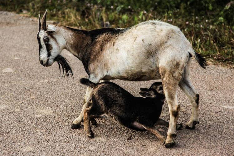 12 Jenis Kambing yang Diternakkan di Indonesia, Apa Saja? | IDN Times