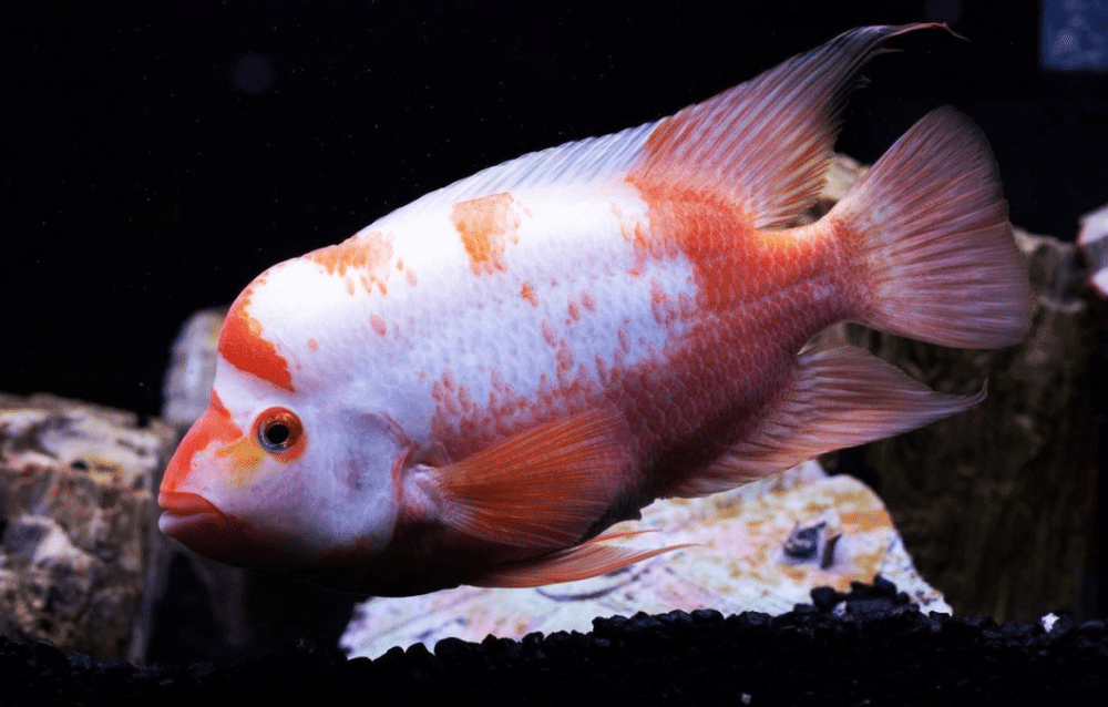 5 Fakta Ikan Red Devil, Ikan Hias yang 'Menjajah' Danau Toba | IDN Times