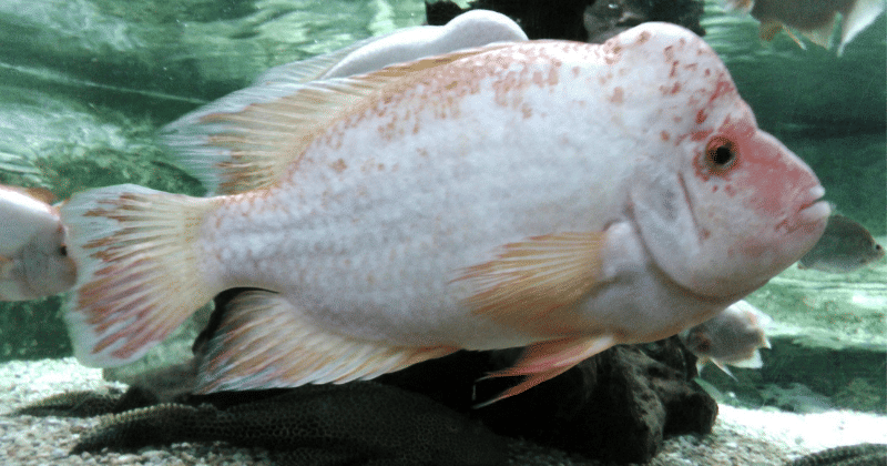 5 Fakta Ikan Red Devil, Ikan Hias yang 'Menjajah' Danau Toba | IDN Times