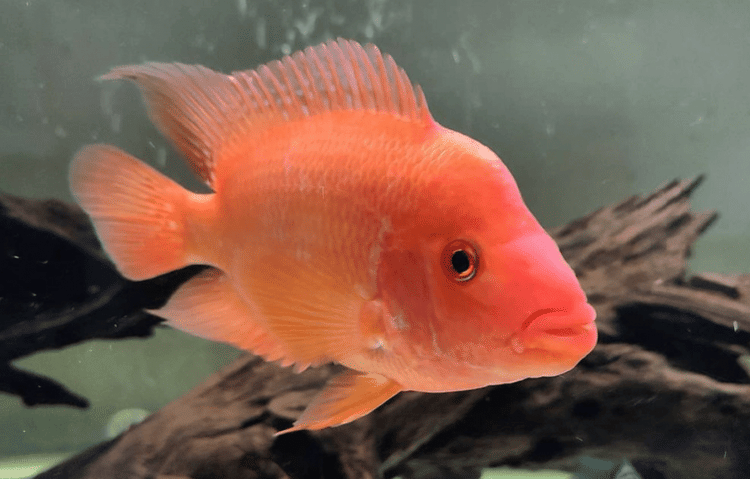 5 Fakta Ikan Red Devil, Ikan Hias yang 'Menjajah' Danau Toba | IDN Times