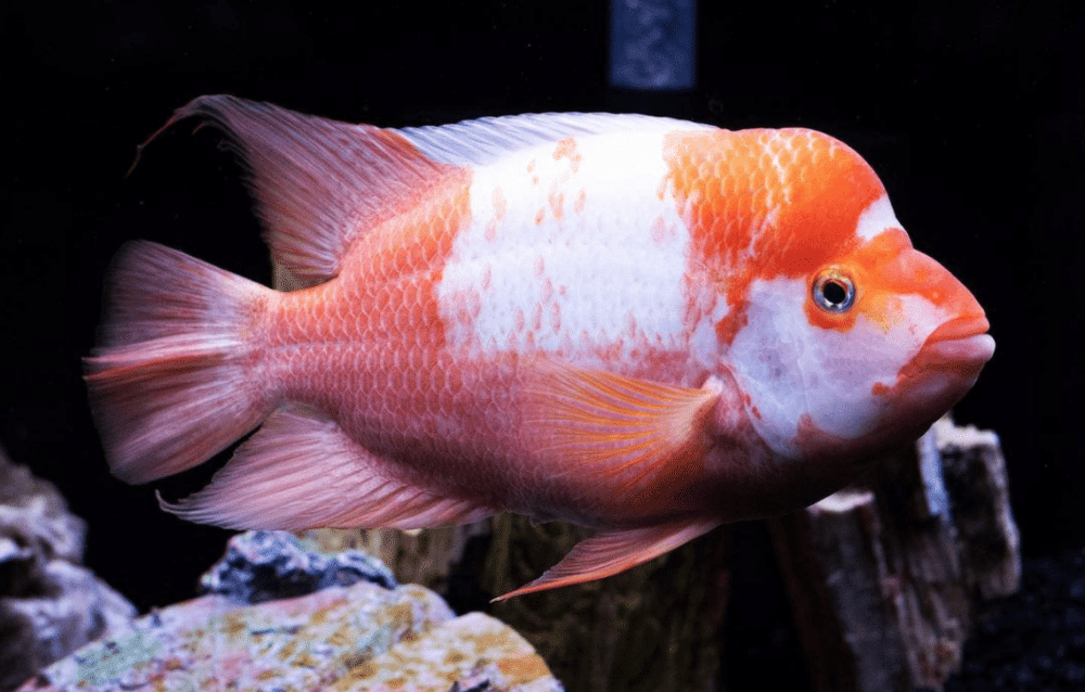 5 Fakta Ikan Red Devil, Ikan Hias yang 'Menjajah' Danau Toba | IDN Times
