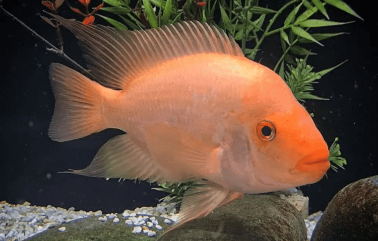 5 Fakta Ikan Red Devil, Ikan Hias yang 'Menjajah' Danau Toba | IDN Times