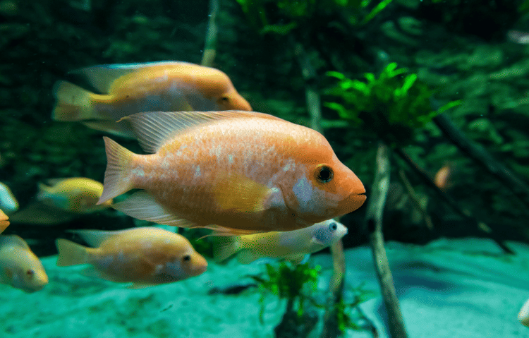 5 Fakta Ikan Red Devil, Ikan Hias yang 'Menjajah' Danau Toba | IDN Times