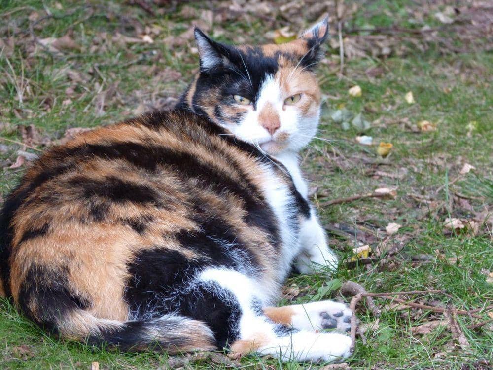Berapa Bulan Kucing Hamil? Dan Ciri-ciri Akan Melahirkan | IDN Times
