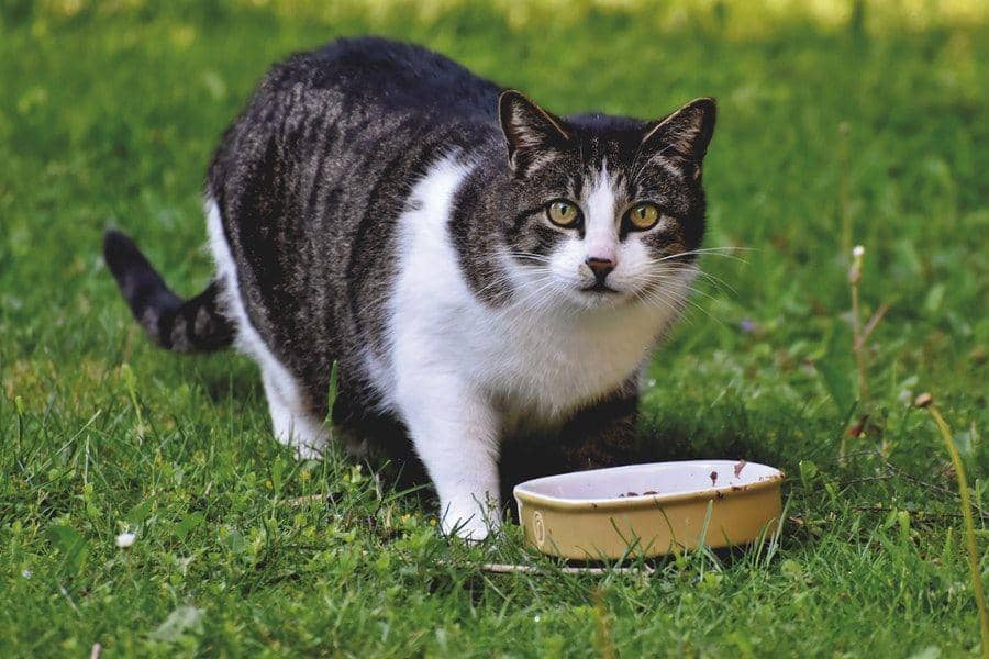 Berapa Bulan Kucing Hamil? Dan Ciri-ciri Akan Melahirkan | IDN Times