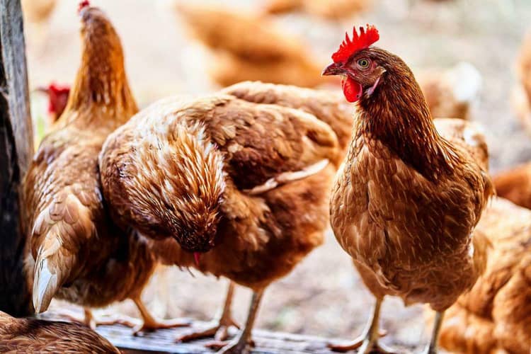 5 Fakta Ilmiah Jengger Ayam Jago, Apa Fungsinya? | IDN Times