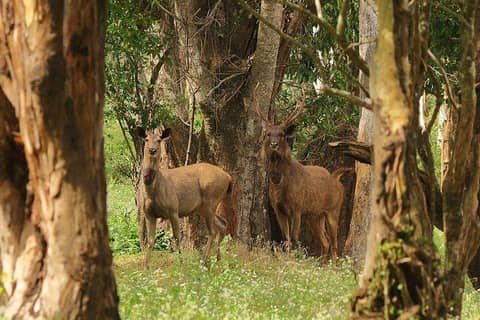 5 Fakta Rusa Sambar, Spesies Rusa Terbesar di Indonesia | IDN Times