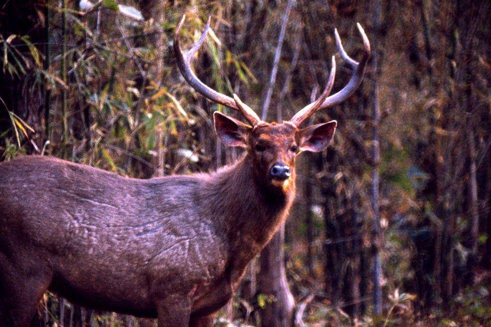 5 Fakta Rusa Sambar, Spesies Rusa Terbesar di Indonesia | IDN Times