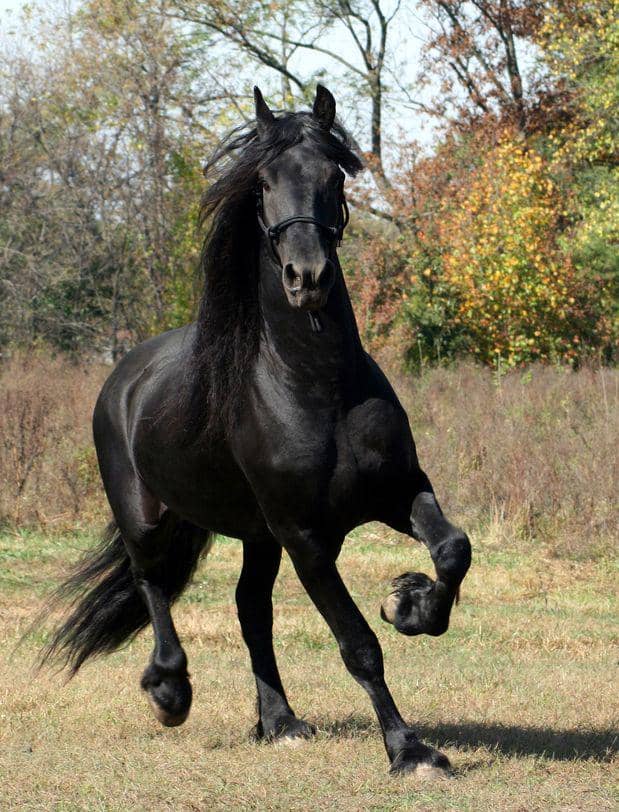 5 Fakta Kuda Friesian, Ras Kuda Terkenal Asal Eropa | IDN Times