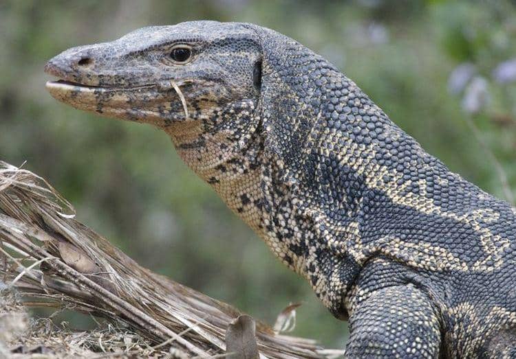 9 Fakta Biawak Air yang Banyak Dijumpai di Indonesia | IDN Times