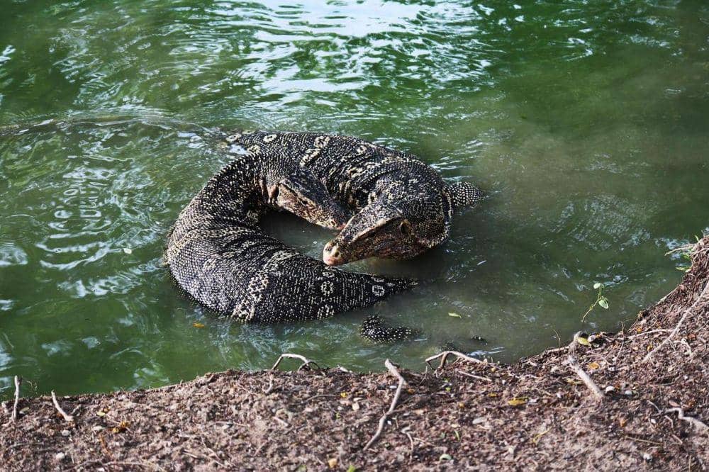 9 Fakta Biawak Air yang Banyak Dijumpai di Indonesia | IDN Times