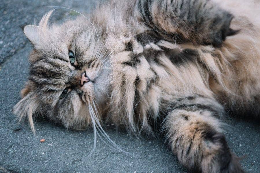 5 Fakta Menarik Kucing Merah Kalimantan, Hewan Liar Endemik yang Hampir ...