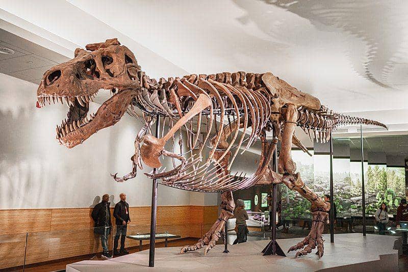 5 Fakta Menarik di Balik Tangan Mungil T. Rex, Kok Bisa? | IDN Times