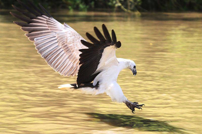 9 Fakta Elang Laut Dada Putih, Predator Tukang Curi Makanan | IDN Times