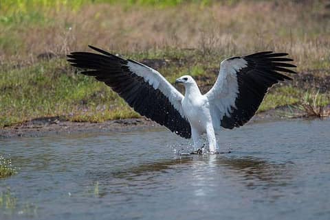 9 Fakta Elang Laut Dada Putih, Predator Tukang Curi Makanan | IDN Times
