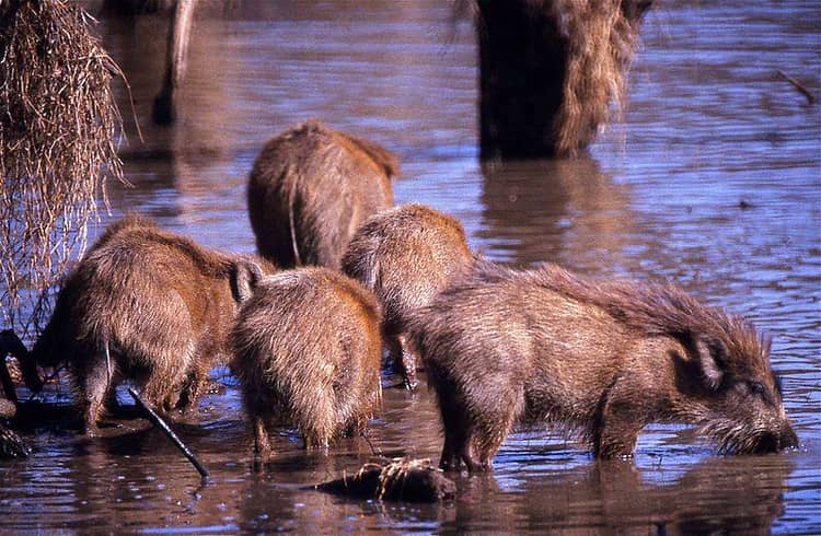 9 Fakta Menarik Babi Hutan, Nenek Moyang para Babi Domestik | IDN Times