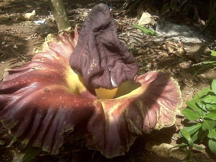 Fakta Menarik Suweg yang Sering Disebut Bunga Bangkai | IDN Times