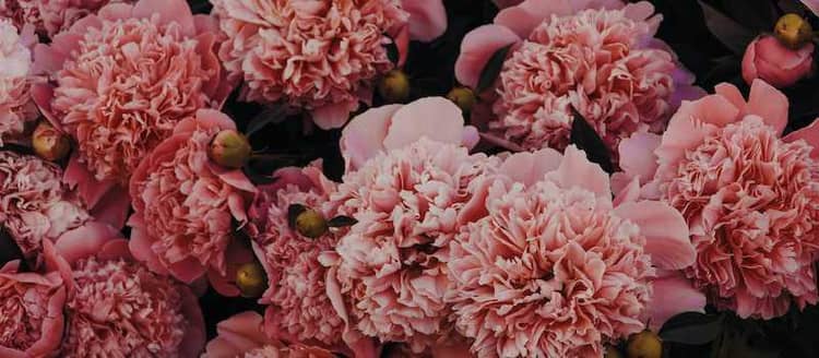 9 Jenis Bunga Berwarna Pink. Cantik dan Menawan! | IDN Times