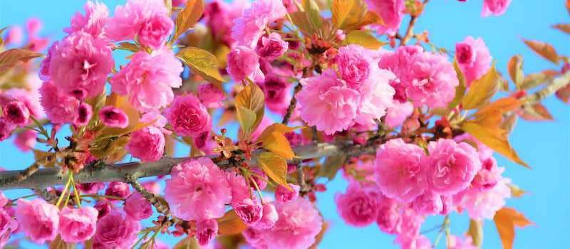 9 Jenis Bunga Berwarna Pink. Cantik dan Menawan! | IDN Times