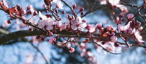 9 Jenis Bunga Berwarna Pink. Cantik dan Menawan! | IDN Times