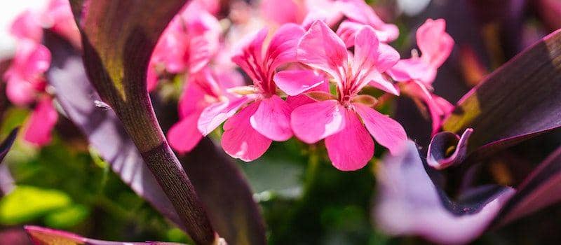 9 Jenis Bunga Berwarna Pink. Cantik dan Menawan! | IDN Times