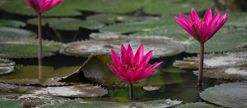 9 Jenis Bunga Berwarna Pink. Cantik dan Menawan! | IDN Times