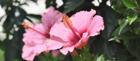 9 Jenis Bunga Berwarna Pink. Cantik dan Menawan! | IDN Times