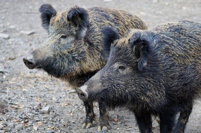 9 Fakta Menarik Babi Hutan, Nenek Moyang para Babi Domestik | IDN Times